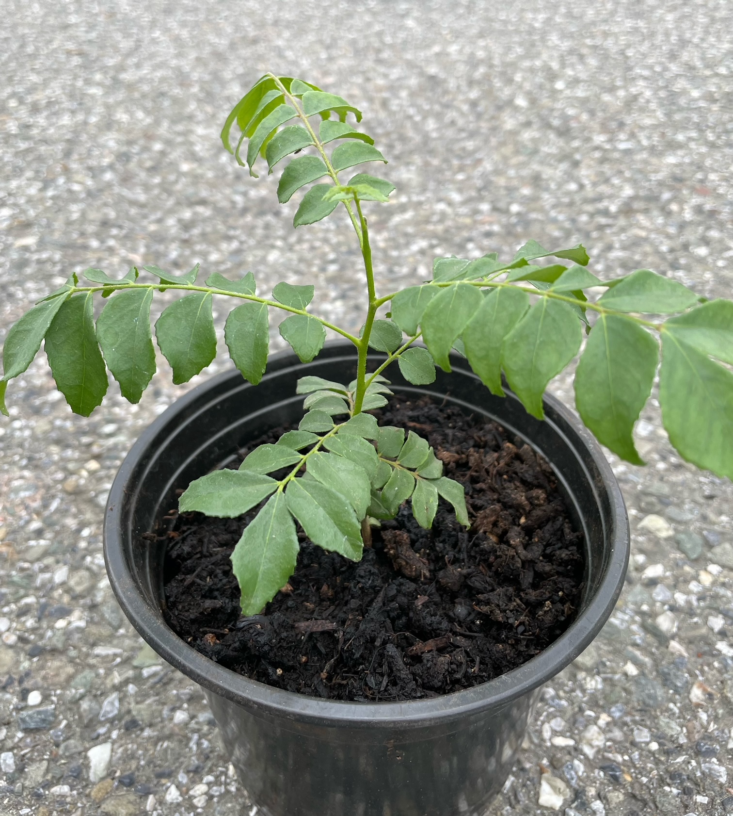 Transplant Curry Leaf Plant Chai Family Foundation
